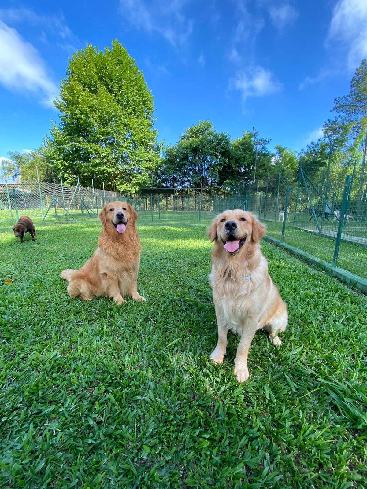 BERNE EM CÃES – Cãopestre Park Hotel